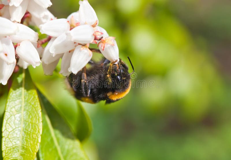 Bombo immagine stock. Immagine di foglio, insetto, macro - 19387265