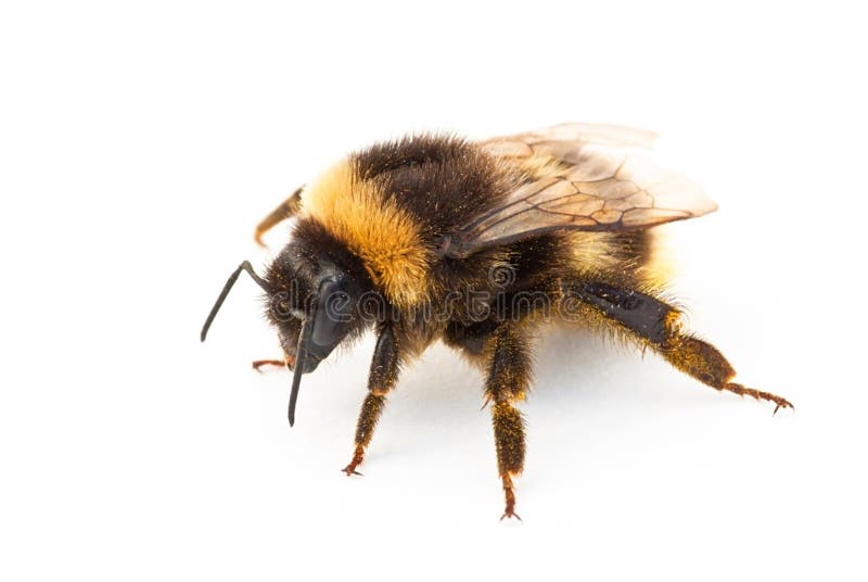 Bombo fotografia stock. Immagine di antenna, miele, operaio - 49776348