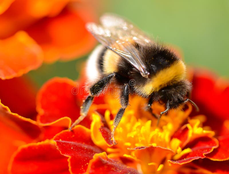 Bombo immagine stock. Immagine di fiore, striato, insetto - 53546257