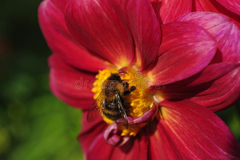 Bombo fotografia stock. Immagine di riunione, sbavatura - 47349720