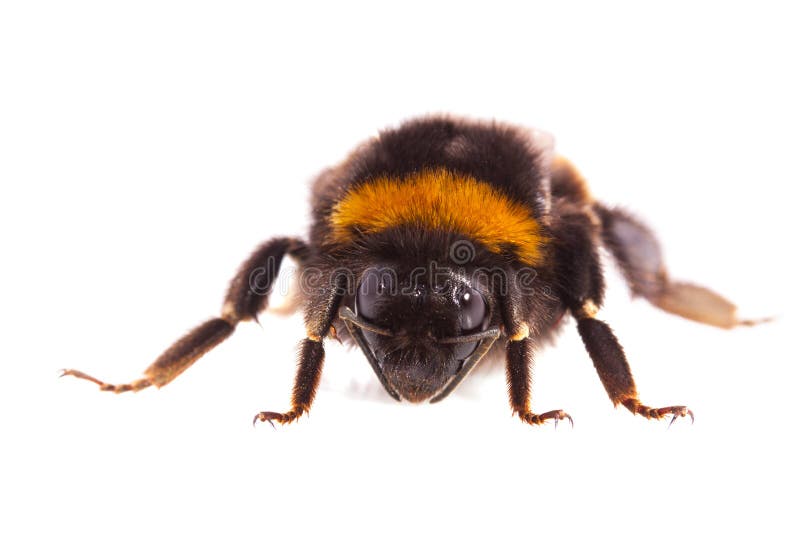 Bombo fotografia stock. Immagine di mosca, macro, occhi - 53161304