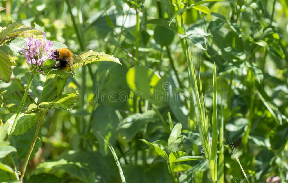 Bombo immagine stock. Immagine di fiore, striato, insetto - 53546257