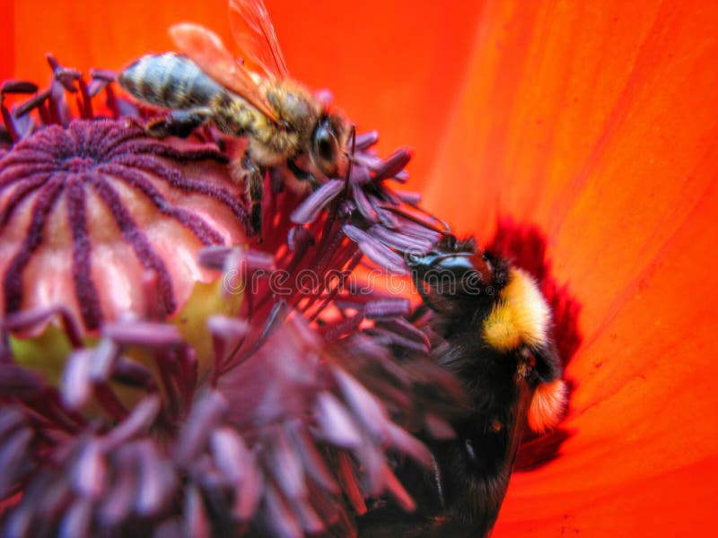 I Fiori D'impollinazione Della Vespa Dell'ape Del Bombo Hanno Messo Il ...