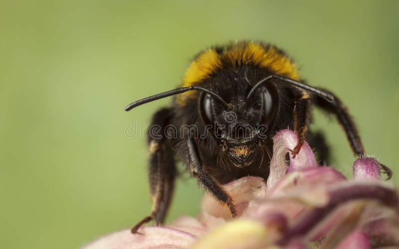 Bombo fotografia stock. Immagine di macro, nero, estate - 92864880