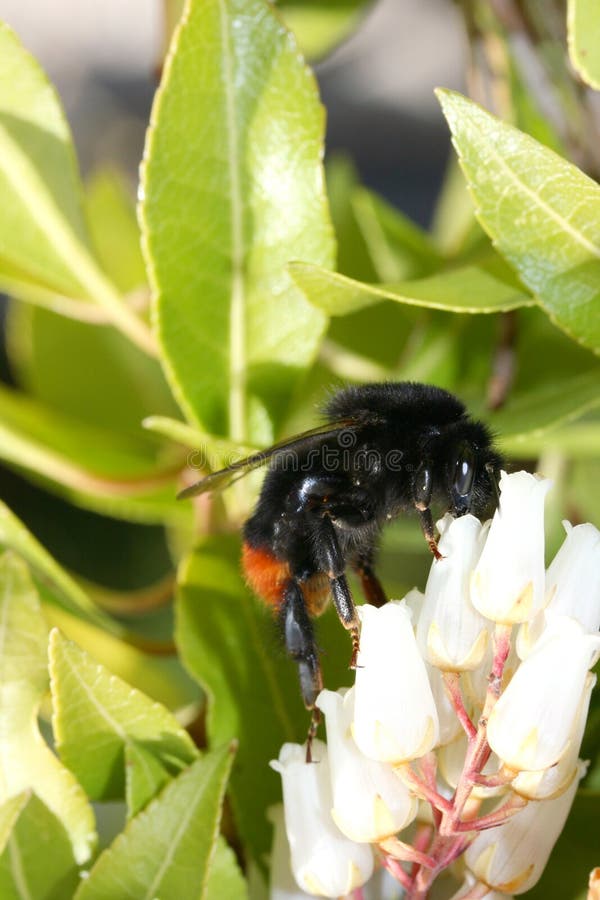 Huntii Del Bombus Del Bombo, Imenotteri, Apidae, Bombinae Raccogliente ...