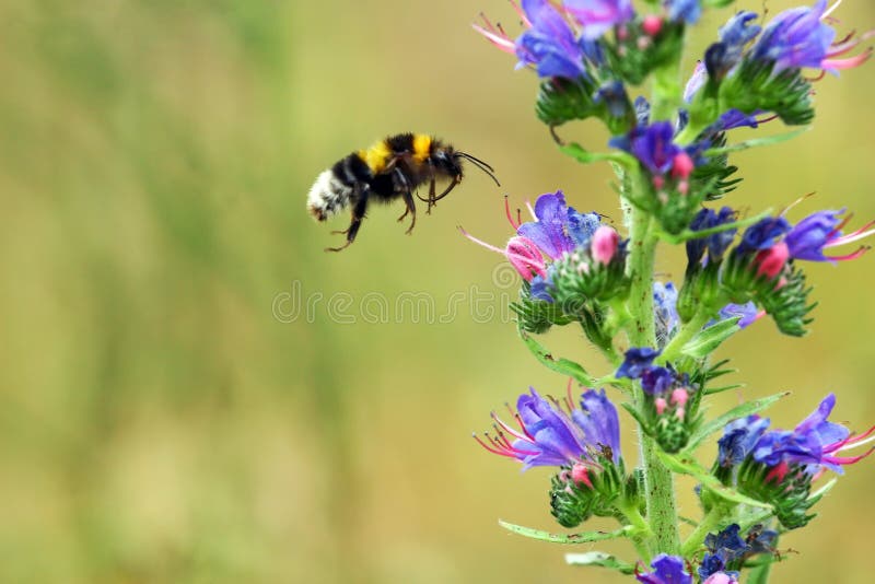 Bombo Rosso-munito Su Un Singolo Fiore Degli Azzurri Della Cicoria ...