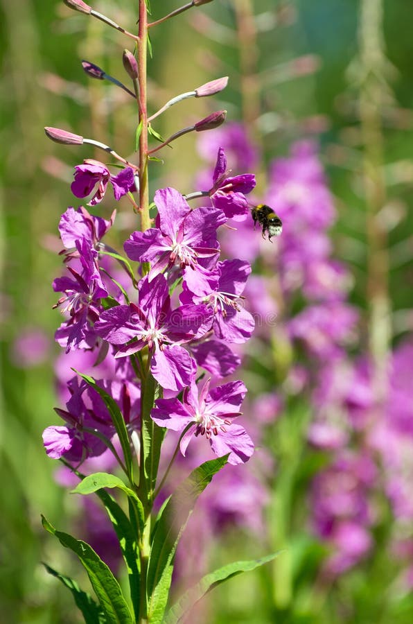 Bombo e willow-herb fotografia stock. Immagine di intorno - 20105456