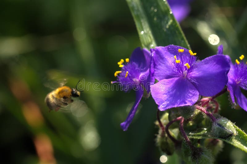 Bombo Il Giorno Di Fioritura Sistema L'estate Rurale Di Sally Del Fiore ...