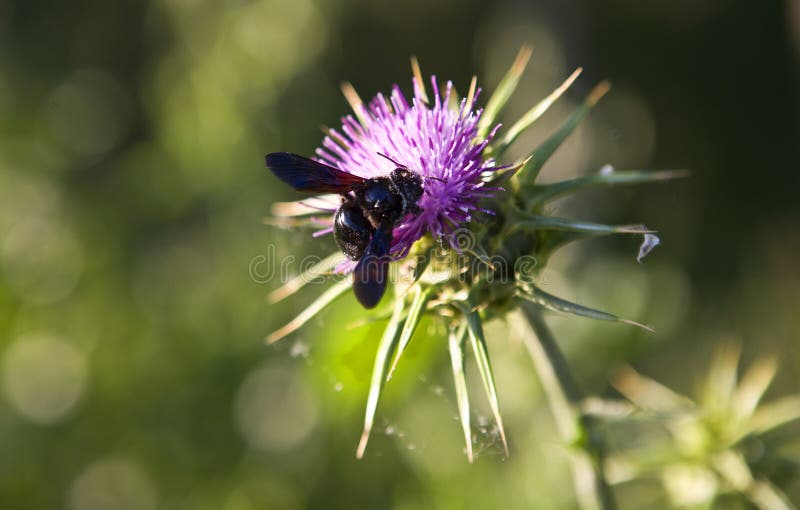 Bombo Nero Con Le Ali Blu Luminose Su Una Pietra Fotografia Stock ...