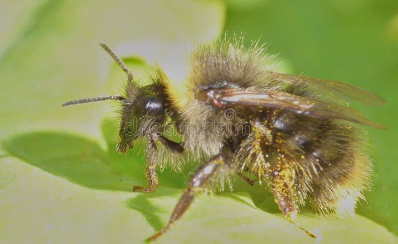 Bombo Nero Rosso-munito Sulla Cipolla Di Inverno Fotografia Stock ...