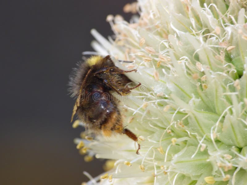 Bombo Nero Rosso-munito Sulla Cipolla Di Inverno Fotografia Stock ...