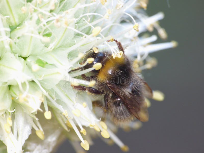 Bombo Nero Rosso-munito Sulla Cipolla Di Inverno Fotografia Stock ...