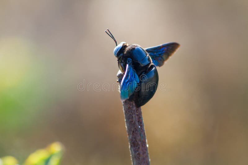 Bombo nero su un bastone fotografia stock. Immagine di nave - 150339782
