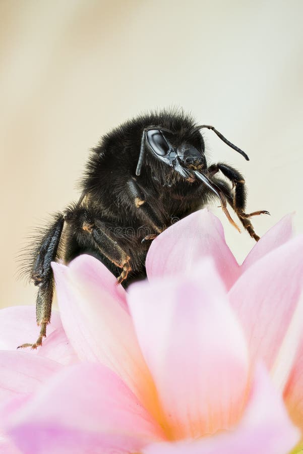Bombo Del Campo, Carder Bumblebee Comune, Bombo, Dumbledor, Dumbledore ...