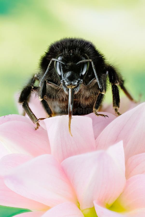 Bombo Del Campo, Carder Bumblebee Comune, Bombo, Dumbledor, Dumbledore ...