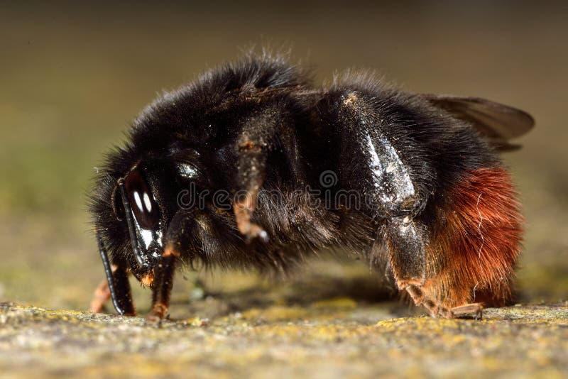 Bombo Rosso-munito (lapidarius Del Bombus) Nel Profilo Fotografia Stock ...