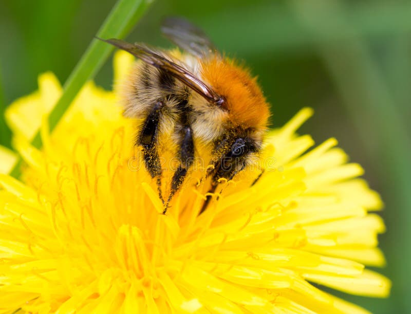 Bombo Su Un Dente Di Leone Nella Foresta Fotografia Stock - Immagine di ...