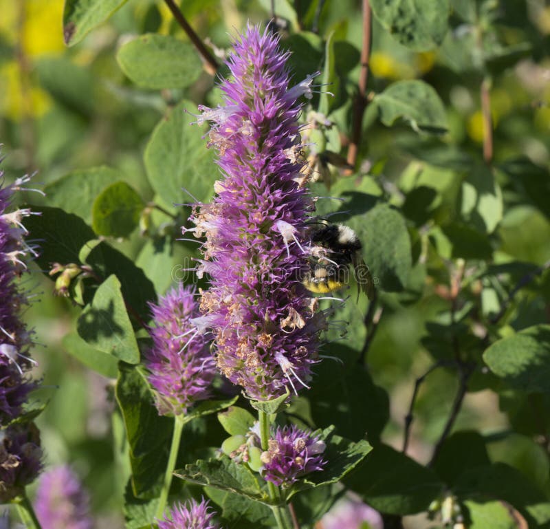 Bombus appositus stock photo. Image of outdoors, animal - 120593258