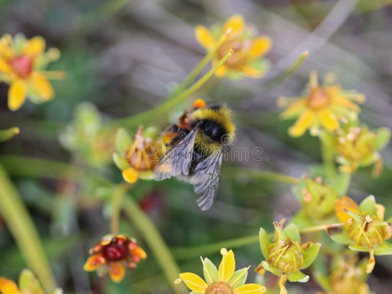 Bombus Cryptarum, Also Know As the Cryptic Bumblebee Stock Image ...