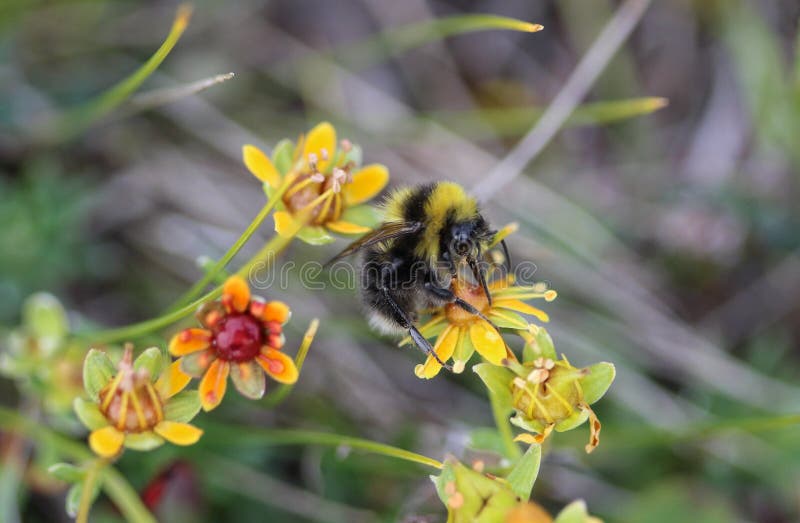 Bombus Cryptarum, Also Know As the Cryptic Bumblebee Stock Image ...