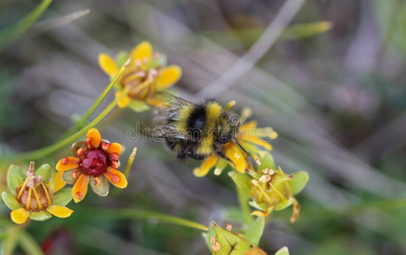 Bombus Cryptarum, Also Know As the Cryptic Bumblebee Stock Image ...
