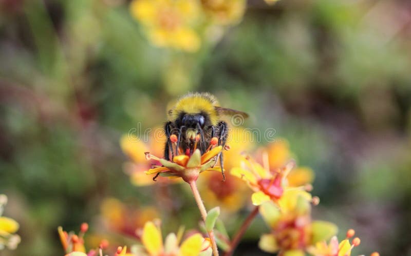 Bombus Cryptarum, Also Know As the Cryptic Bumblebee Stock Photo ...