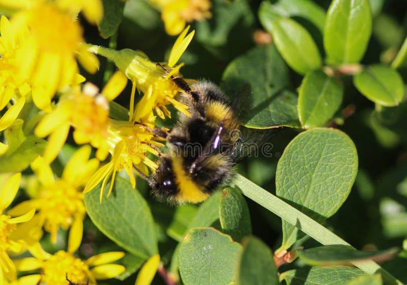 Bombus Cryptarum, Also Know As the Cryptic Bumblebee Stock Photo ...