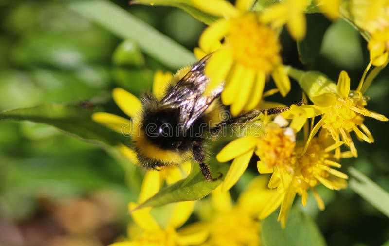 Bombus Cryptarum, Also Know As the Cryptic Bumblebee Stock Image ...