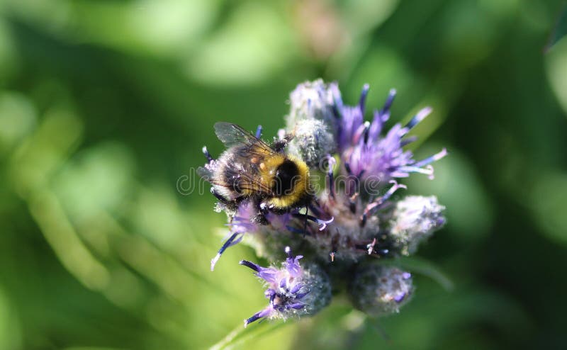 Bombus Cryptarum, Also Know As the Cryptic Bumblebee Stock Image ...