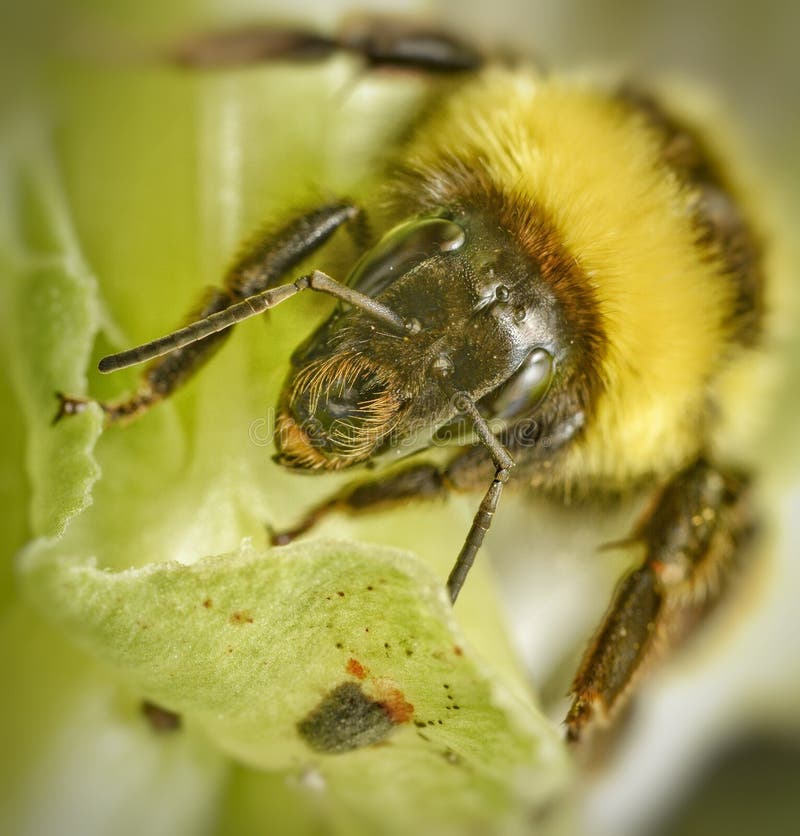 Bombus Jonellus - Heath Bumblebee on Green Leaf1 Stock Image - Image of ...