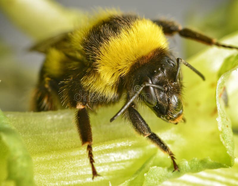 Bombus Jonellus - Heath Bumblebee on Green Leaf2 Stock Photo - Image of ...