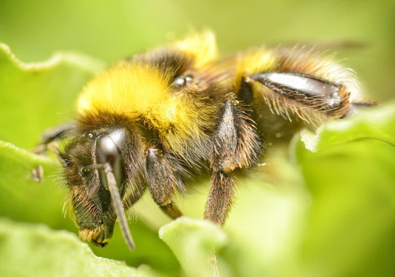 Bombus Jonellus - Heath Bumblebee on Green Leaf3 Stock Image - Image of ...