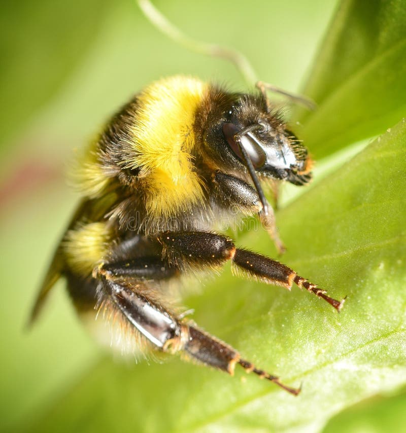 Bombus Jonellus - Heath Bumblebee on Green Leaf4 Stock Photo - Image of ...