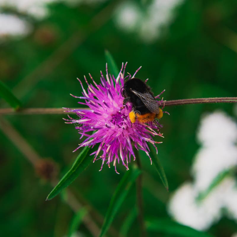 Bombus Lapidarius on a Purple Flower Stock Image - Image of noptauml ...
