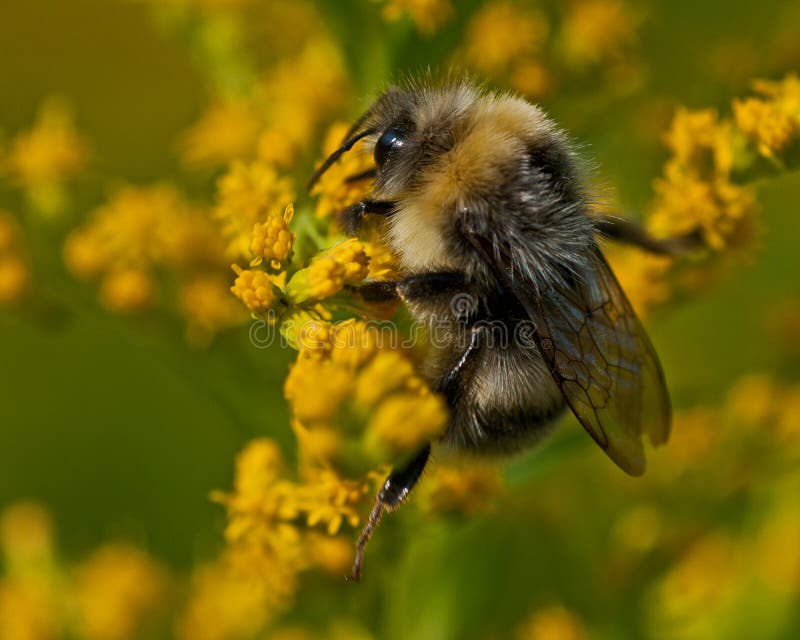 Bombus lucorum stock photo. Image of sussex, small, spring - 46002822