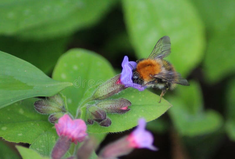 Flying Bombus Pascuorum Around the Flowers Stock Photo - Image of ...