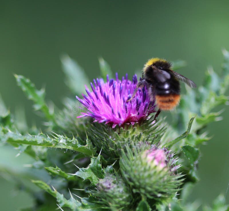 Bombus pratorum stock image. Image of bumblebee, pollen - 94312761