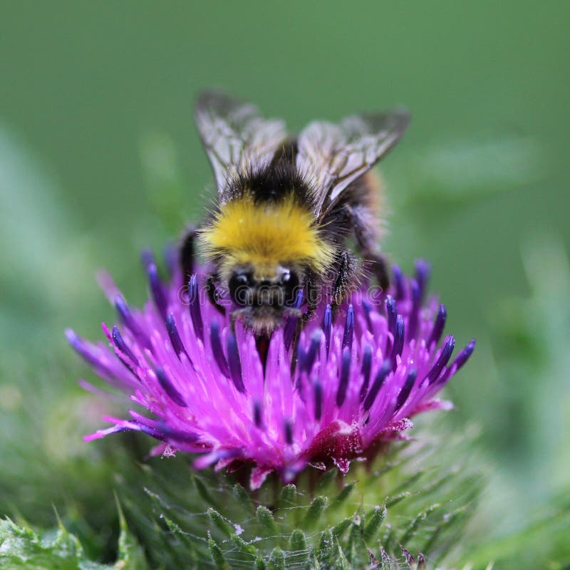 Bombus pratorum stock image. Image of bumblebee, pollen - 94312761