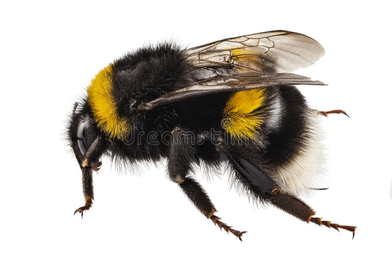 Bombus Terrestris Di Specie Del Bombo Fotografia Stock - Immagine di ...