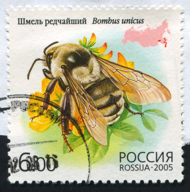 Bombus unicus editorial photography. Image of insect - 297205712