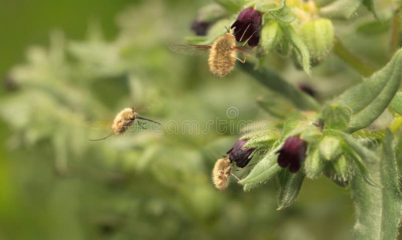 Bombylius Major Pollinate Nonea Stock Image - Image of fluffy, pollen ...
