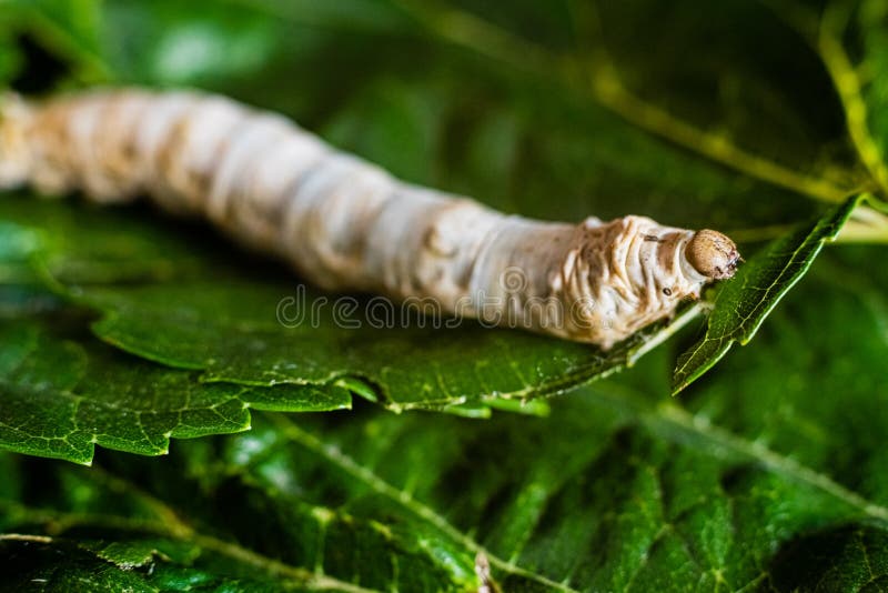 Green silkworm stock image. Image of background, special - 31205563