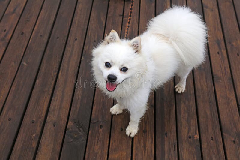 Bomei Pet Dog on the Wooden Floor Stock Image - Image of bomei, beagle ...