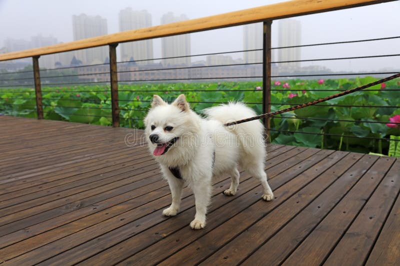 Bomei Pet Dog on the Wooden Floor Stock Photo - Image of animal, nature ...