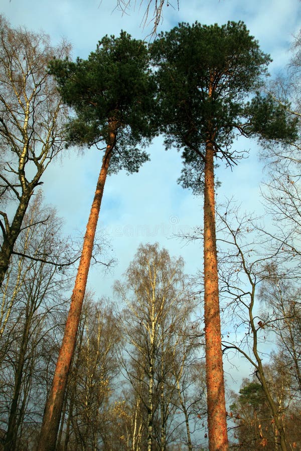 Sparren stock afbeelding. Image of hemel, boom, nave - 104500427