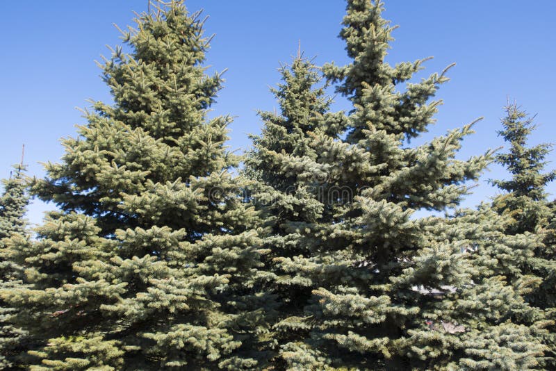 Sparren stock afbeelding. Image of hemel, boom, nave - 104500427