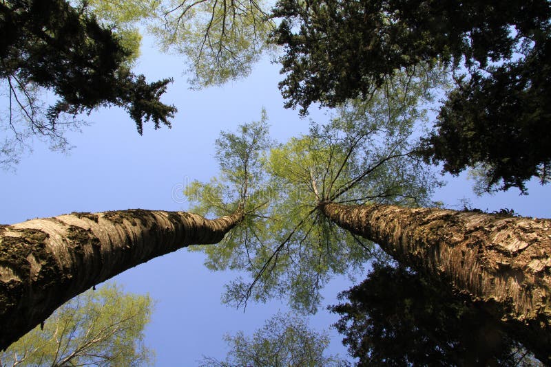 Bomen. stock foto. Image of eenzaam, leven, buiten, pijnboom - 14598474