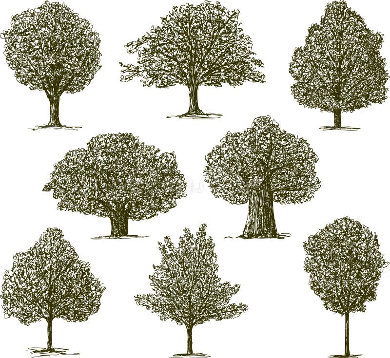Bomen vector illustratie. Illustration of stam, populier - 25095768