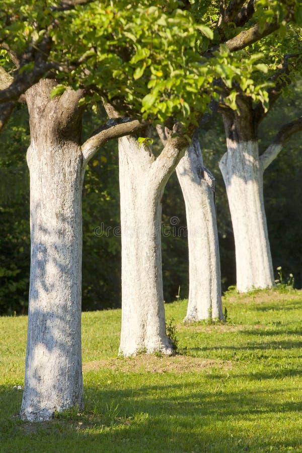 Bomen in boomgaard stock afbeelding. Image of boomstam - 34031077