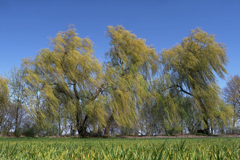 Bomen in de wind stock foto. Image of bomen, wind, platteland - 53431406